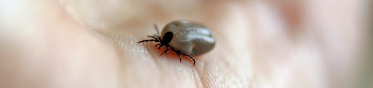 Tekenbeet: hoe herkennen en behandelen? | Azaron